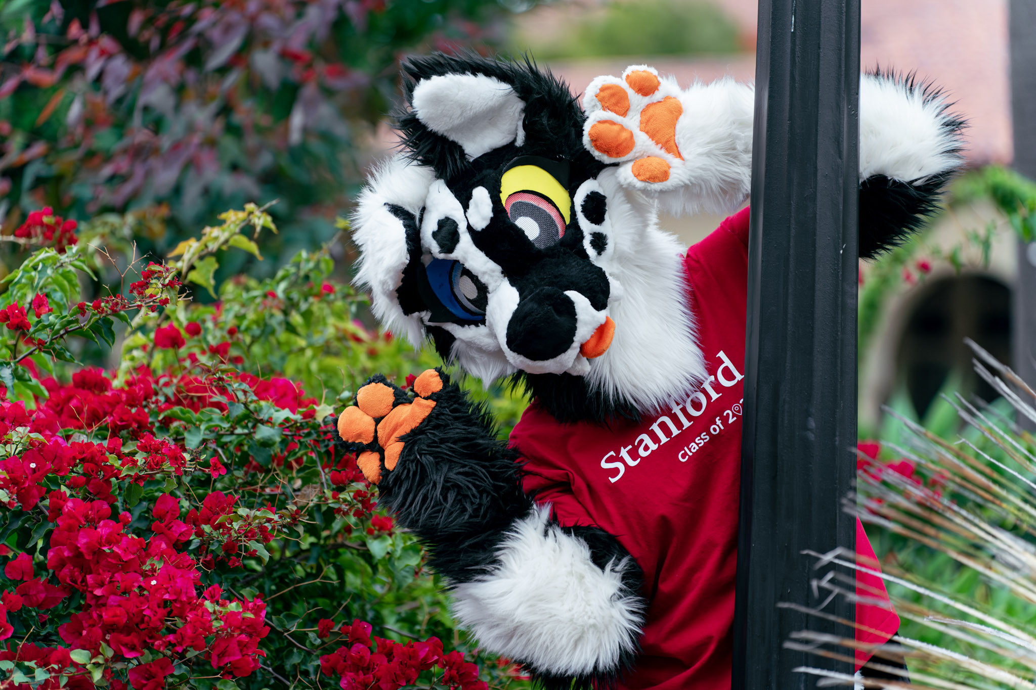 Furries at Stanford